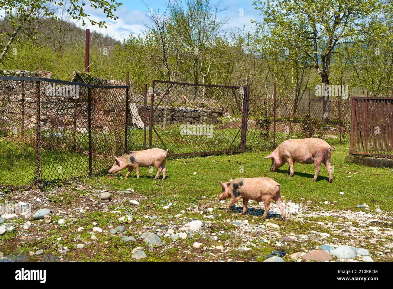 The life of a family of pigs in the village. Breeding pigs Stock Photo ...