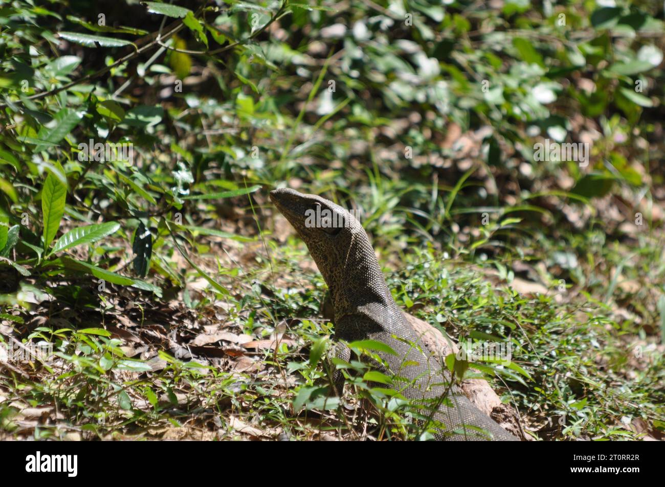 Reptiles in Sri Lanka in the Wild, Visit Sri Lanka Stock Photo - Alamy