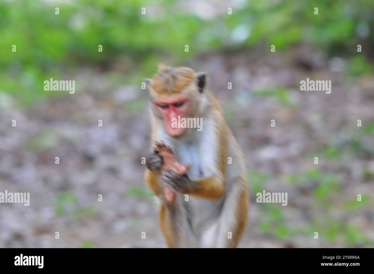 Macaques, Purple faced langur and Monkeys in the Wild in Sri Lanka ...