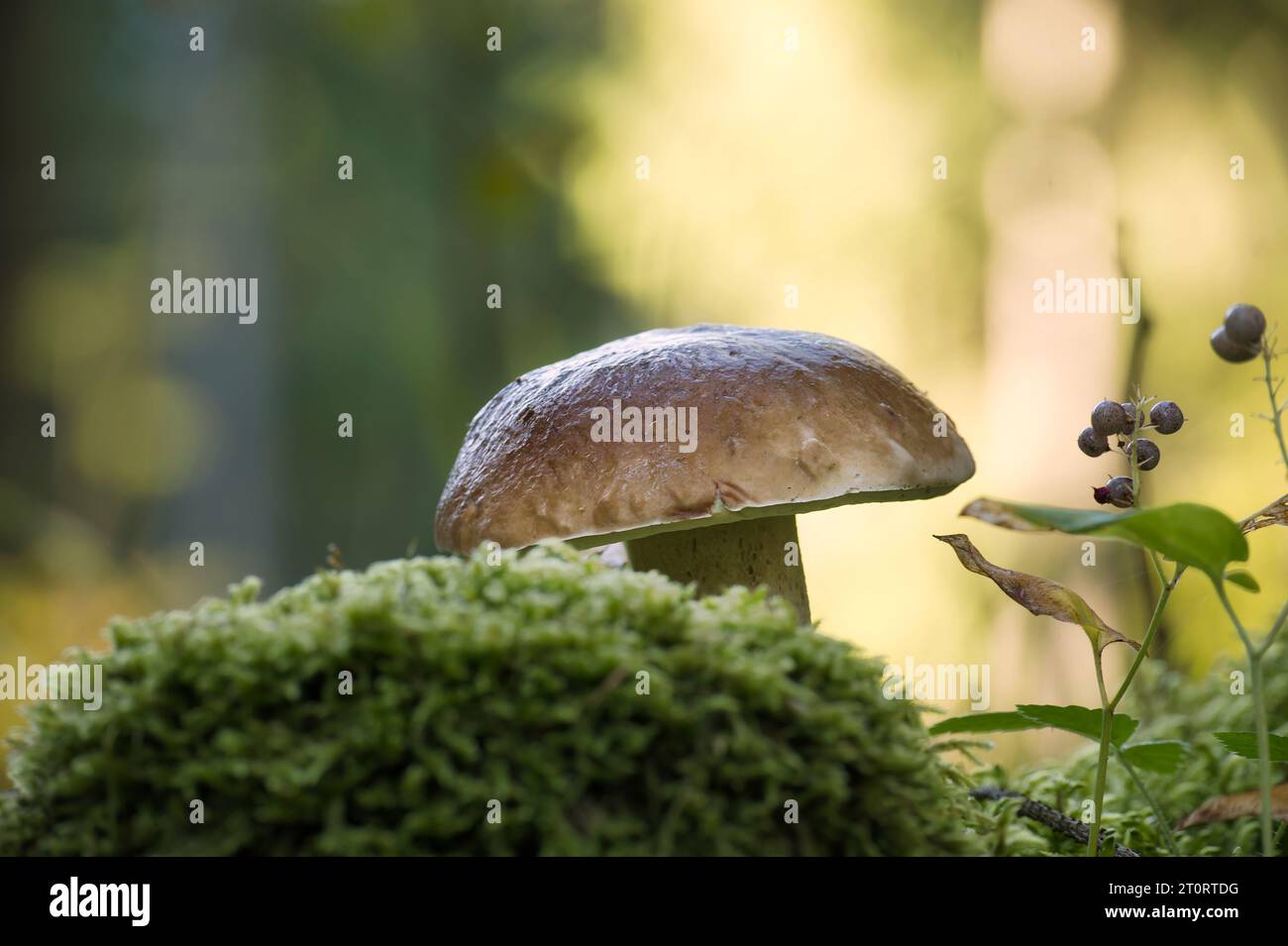Penny Bun or Boletus edulis, Cep mushroom growing in the woods ...