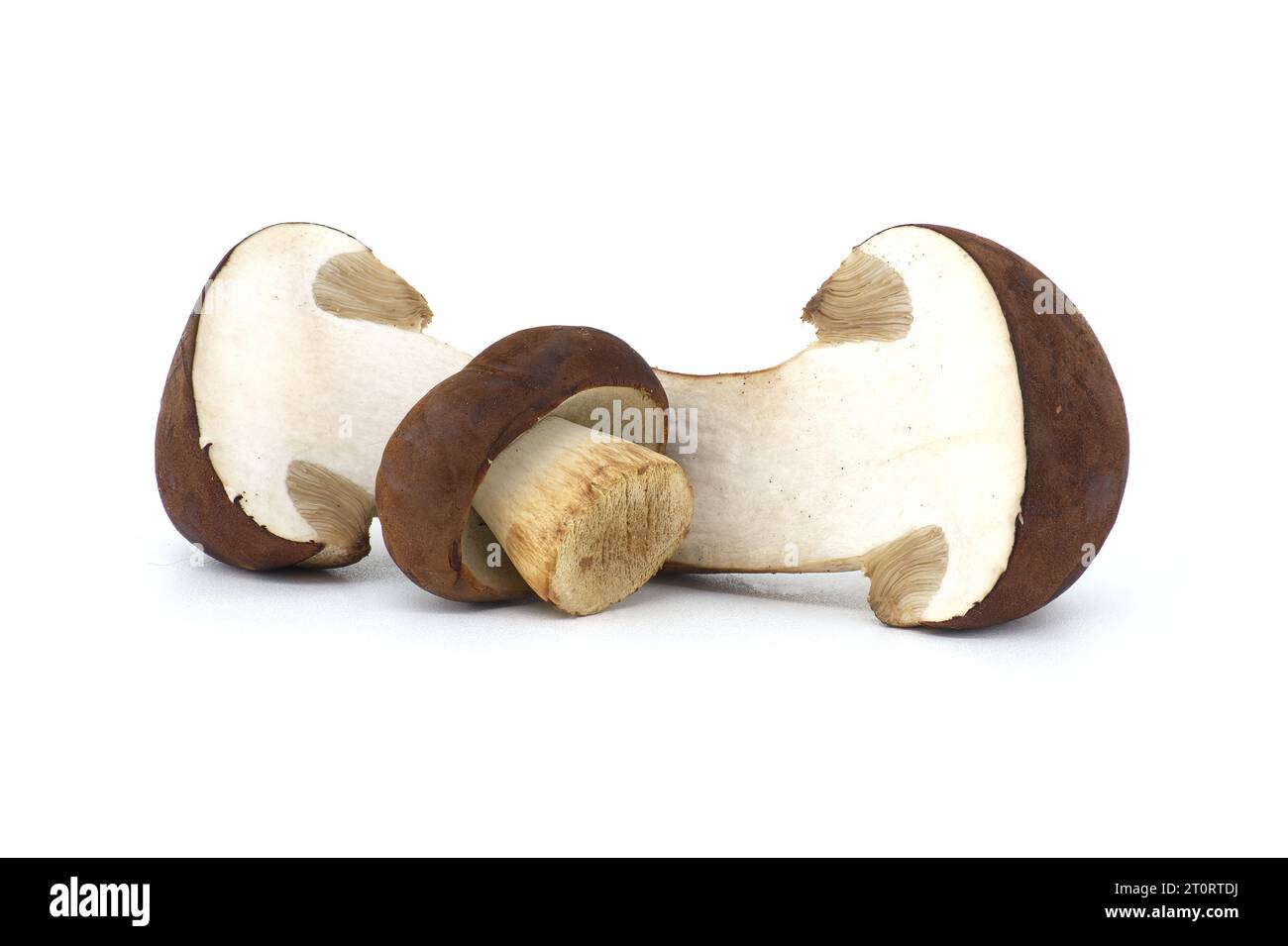 Boletus pinophilus, commonly known as the pine bolete or pinewood king ...