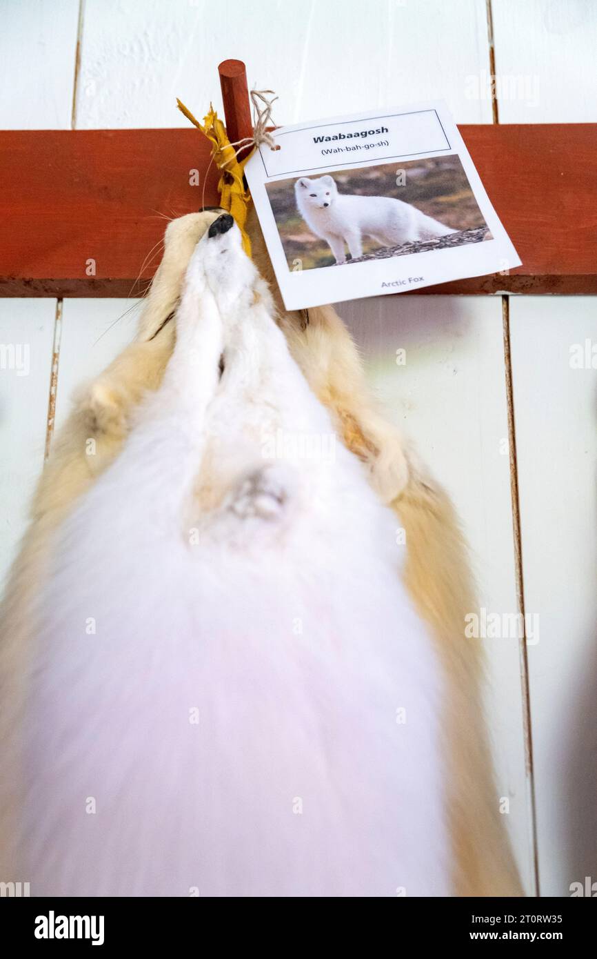 Arctic fox fur on display with label in English and Ojibwe, Grand ...