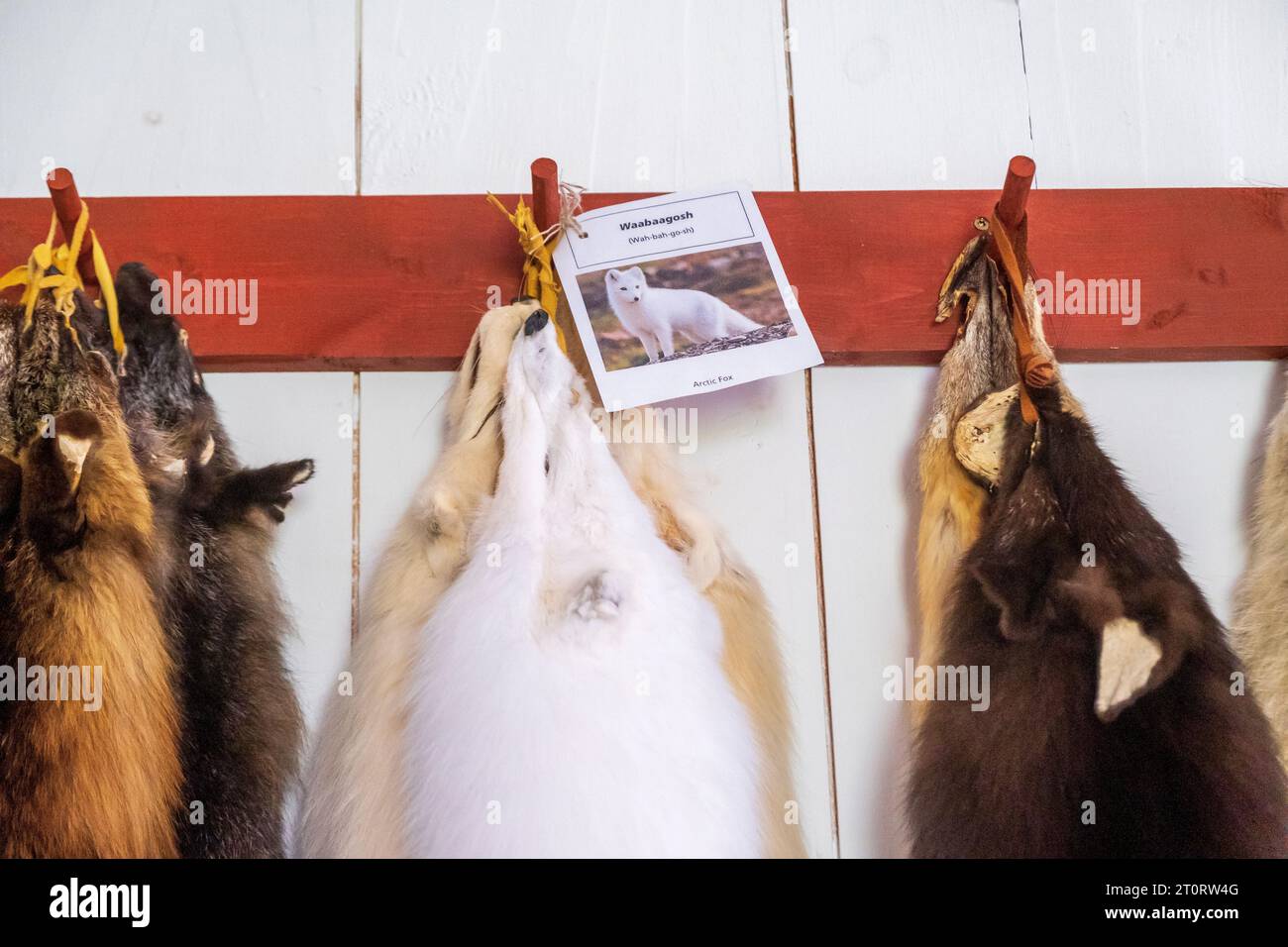 Arctic fox fur on display with label in English and Ojibwe, Grand ...