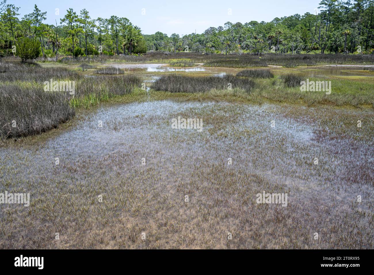 Tidal marsh landscape at Skidaway Island State Park in Savannah ...