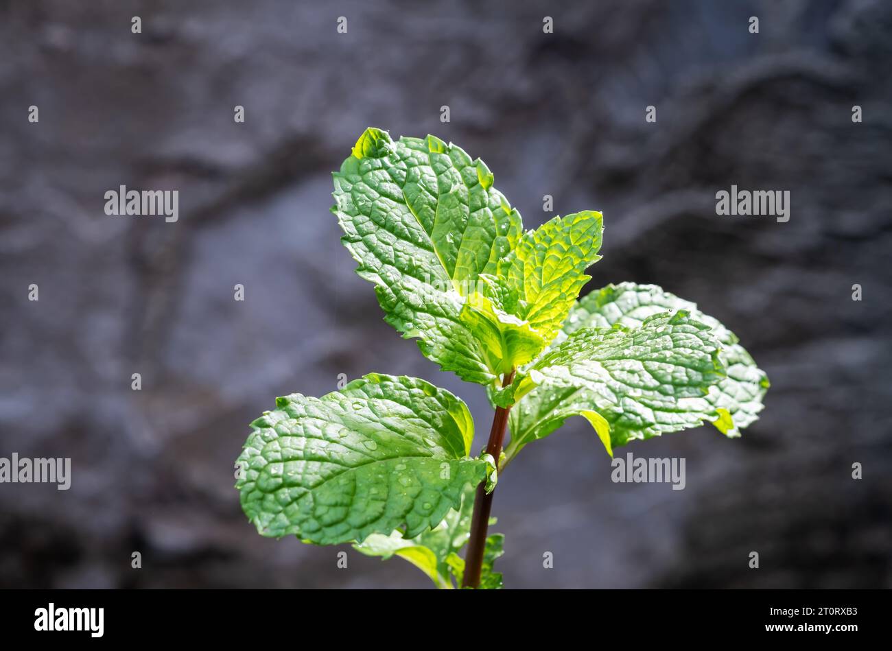 Peppermint leaf green plants with aromatic properties and fresh ivy as ...