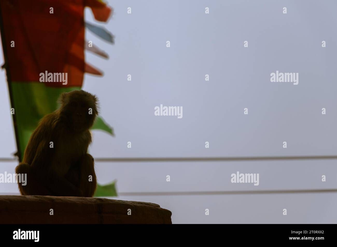 Silhouette image of the monkey at Monkey Temple(Swayambhunath ...