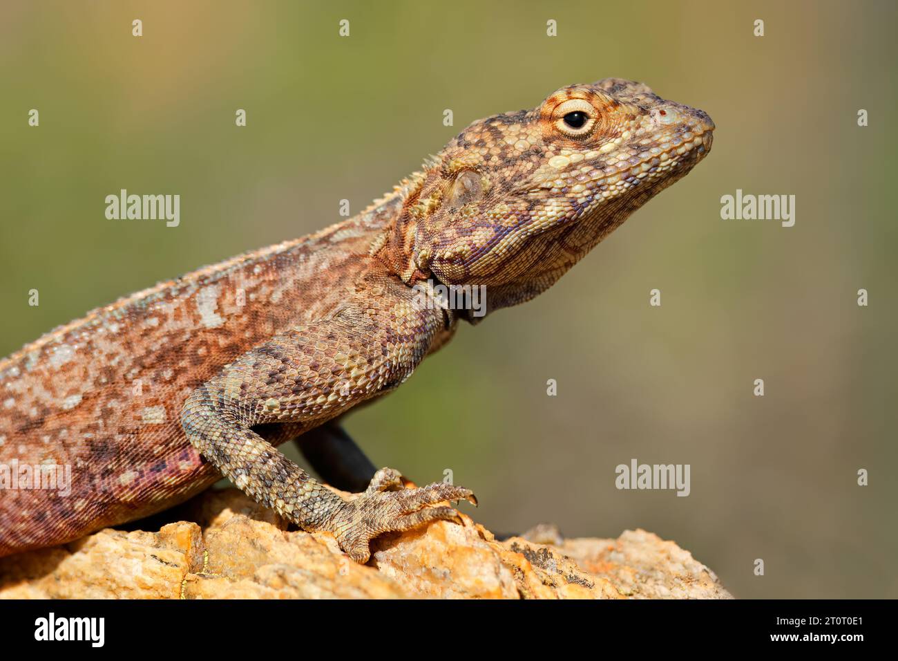 Portrait of a female southern rock agama (Agama atra) sitting on a rock ...