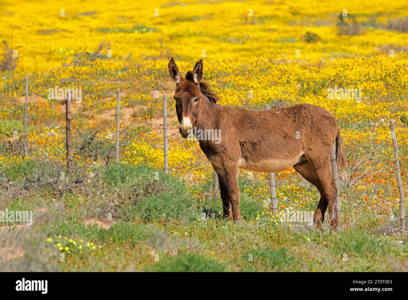 A free-range donkey standing in a field with yellow wild flowers ...