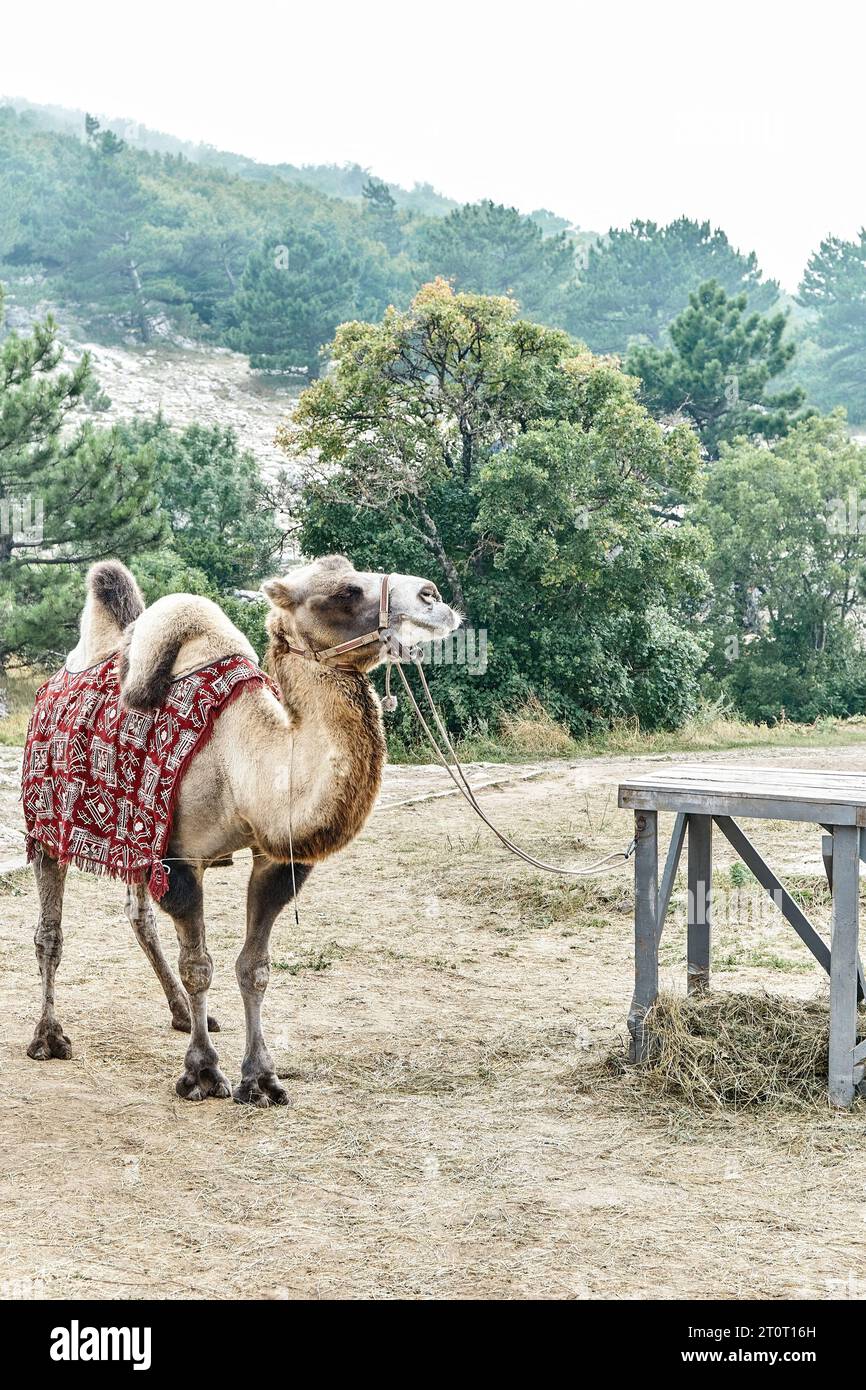 Camel wearing blanket stands ties to wooden rack in mountain park ...