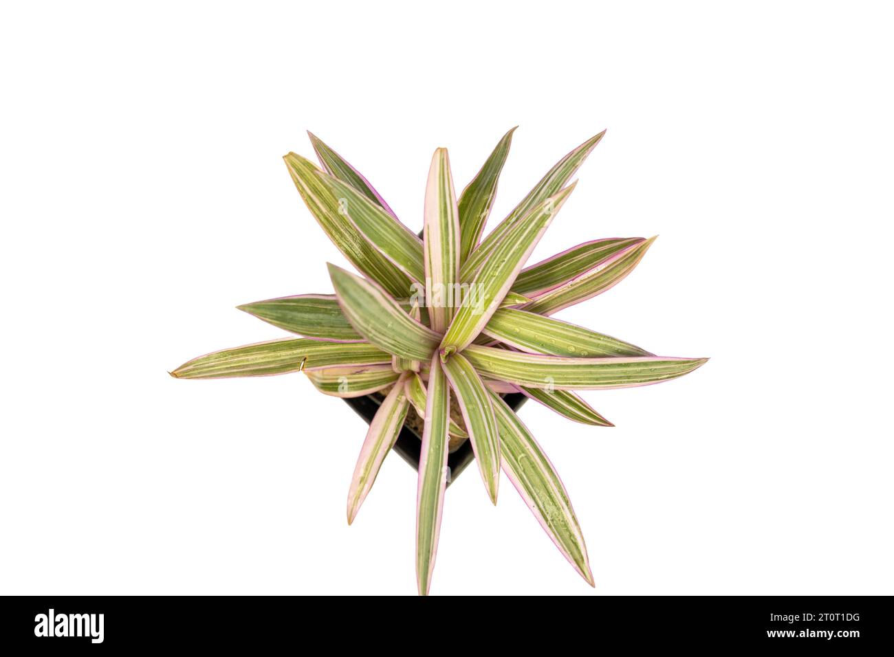 Rhoeo discolor Cut Out Stock Images & Pictures - Alamy