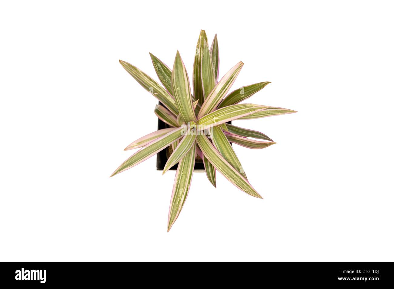 Rhoeo spathacea tricolor plant isolated on white background Stock Photo ...