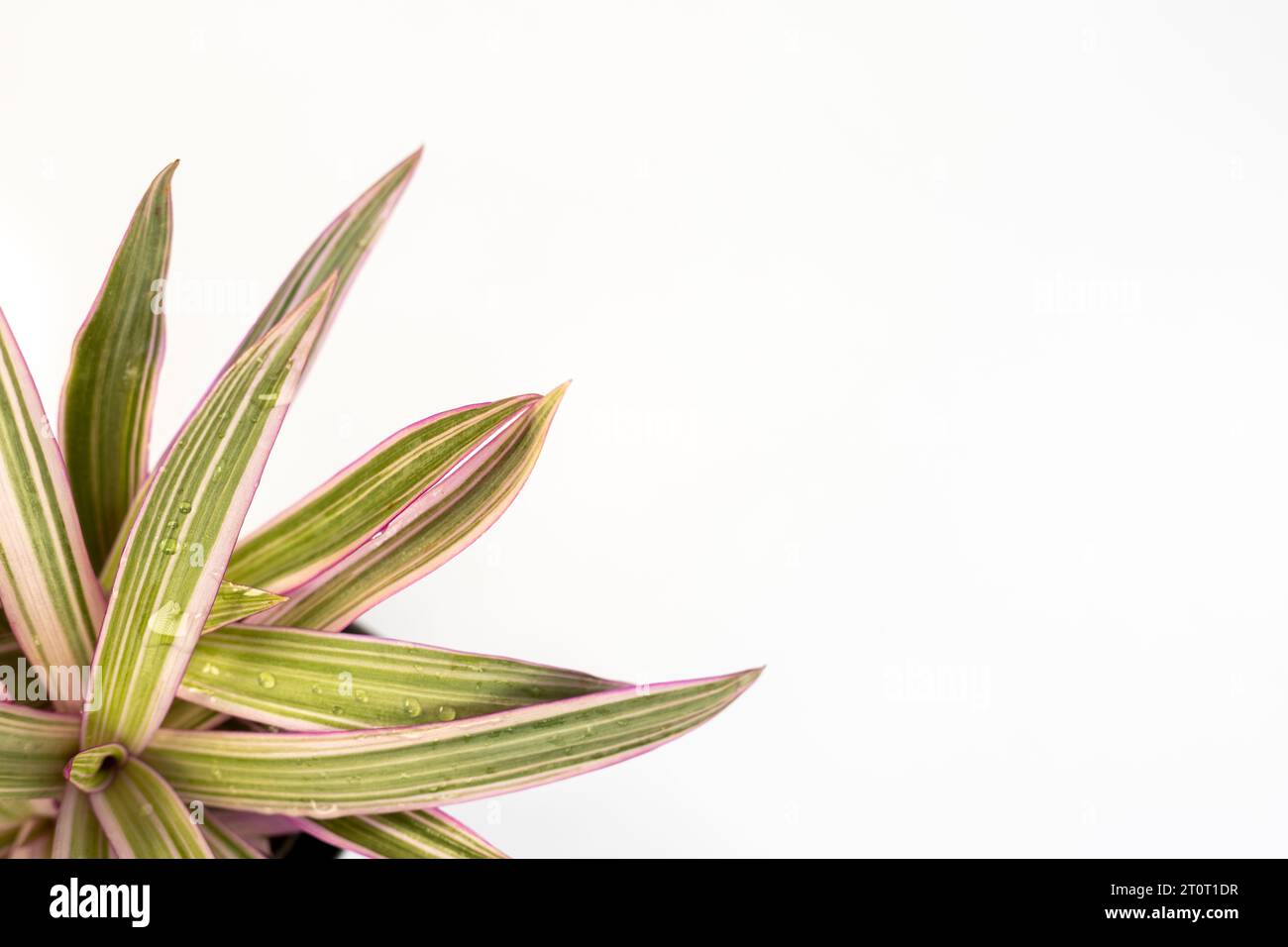 Purple and green leaves tradescantia spathacea rhoeo tricolor plant ...