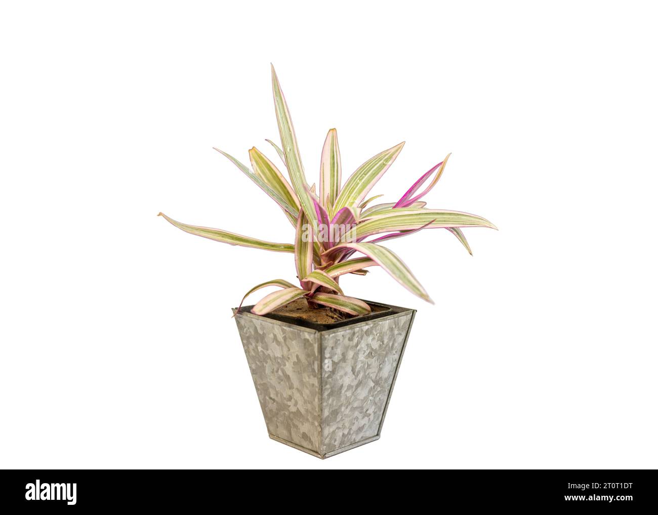 Tradescantia spathacea rhoeo plant isolated on white background Stock ...