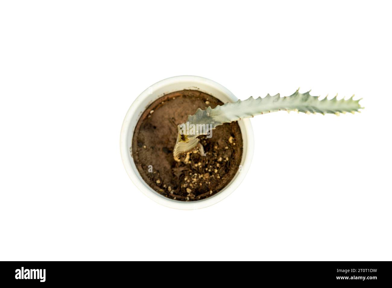 Overwatered and roots rot cactus high angle view isolated on white ...