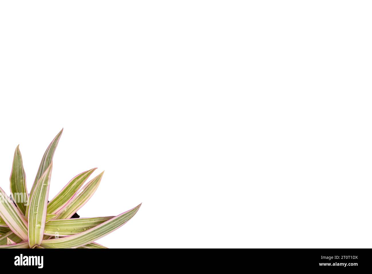 Rhoeo tricolor plant leaves isolated on white background with blank ...