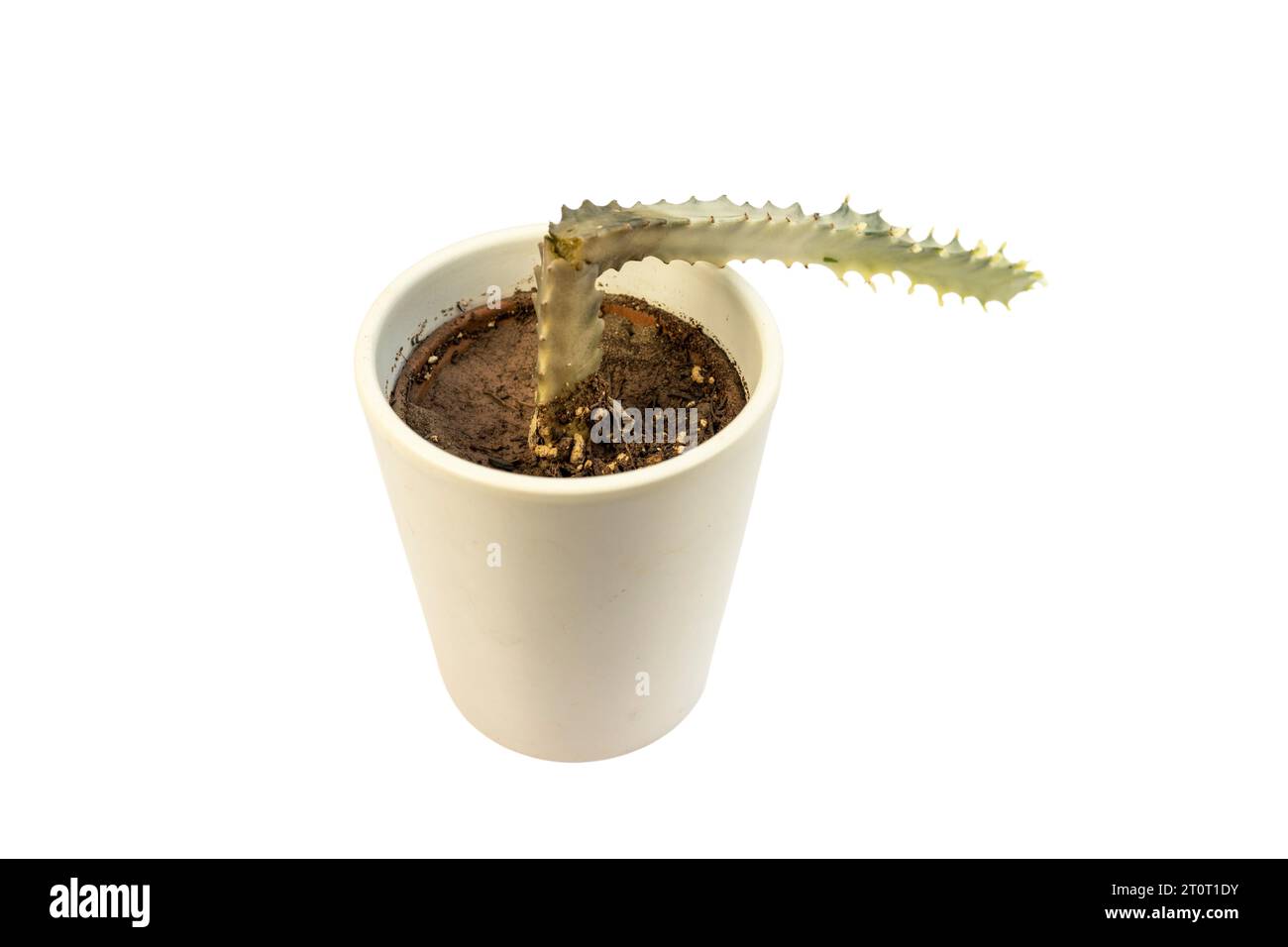 A rotting cactus in pot over a white isolated background Stock Photo ...