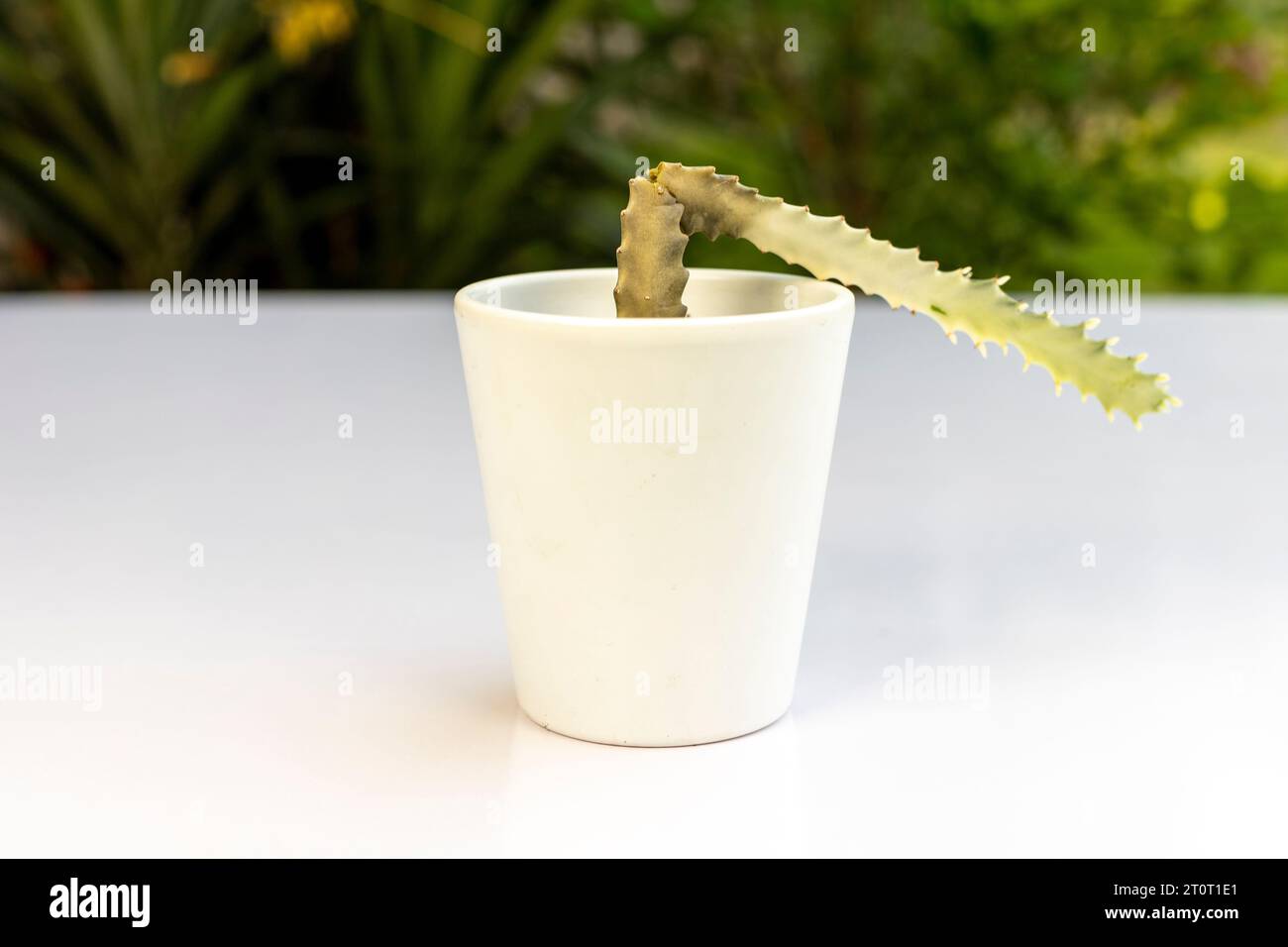 Euphorbia lactea white ghost hi-res stock photography and images - Alamy