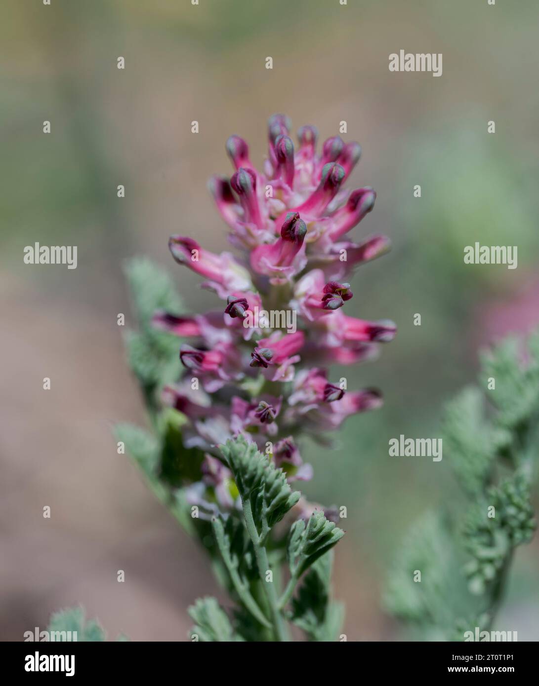 Flowers of Common fumitory, Fumaria officinalis. It is a herbaceous ...