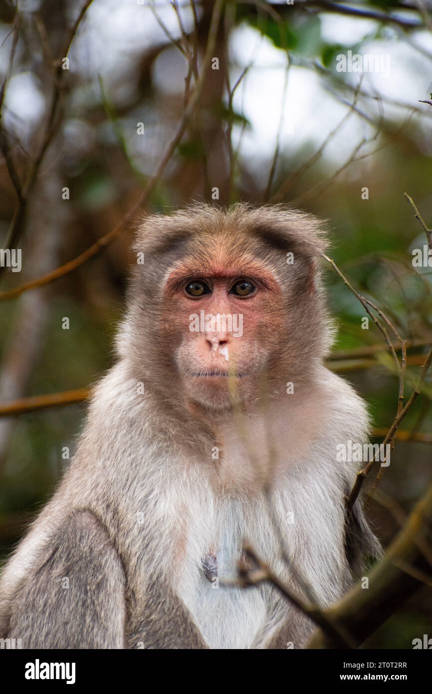 A portrait of Rhesus Monkey (Rhesus Macaque) with fever and runny nose ...