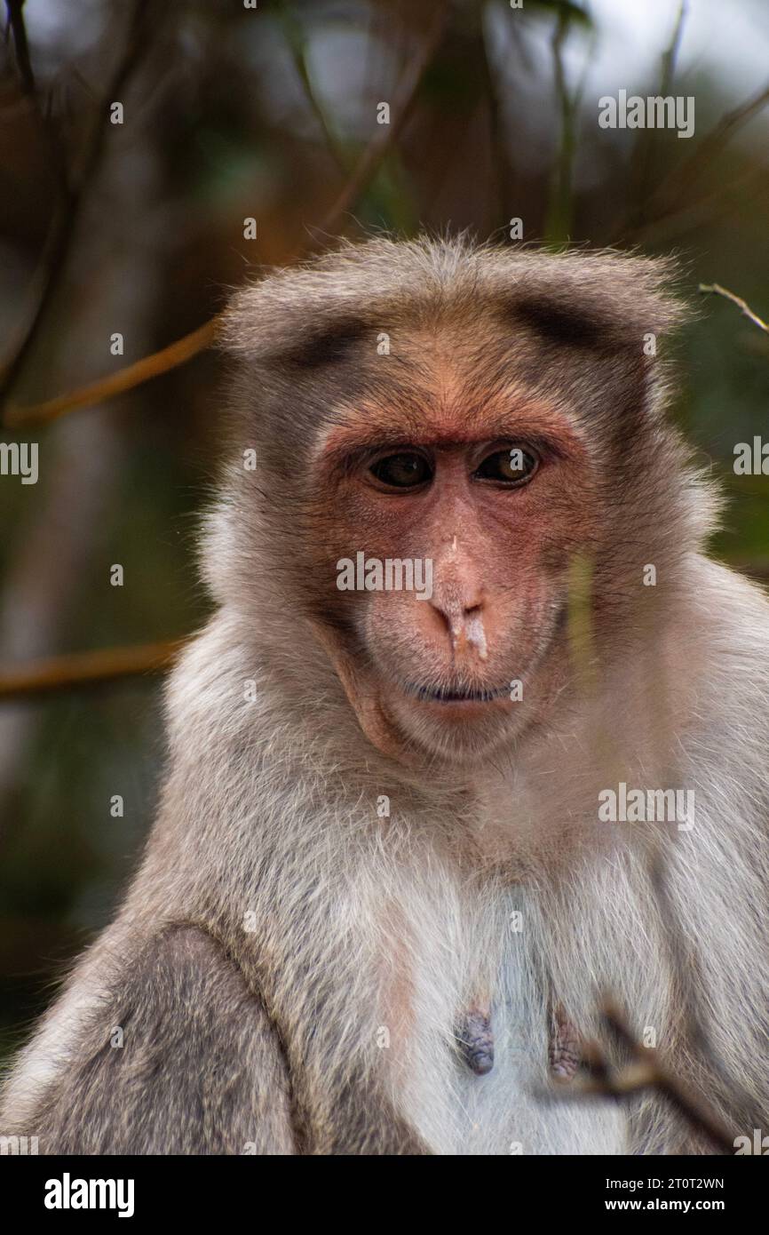 Human monkey pox hi-res stock photography and images - Alamy