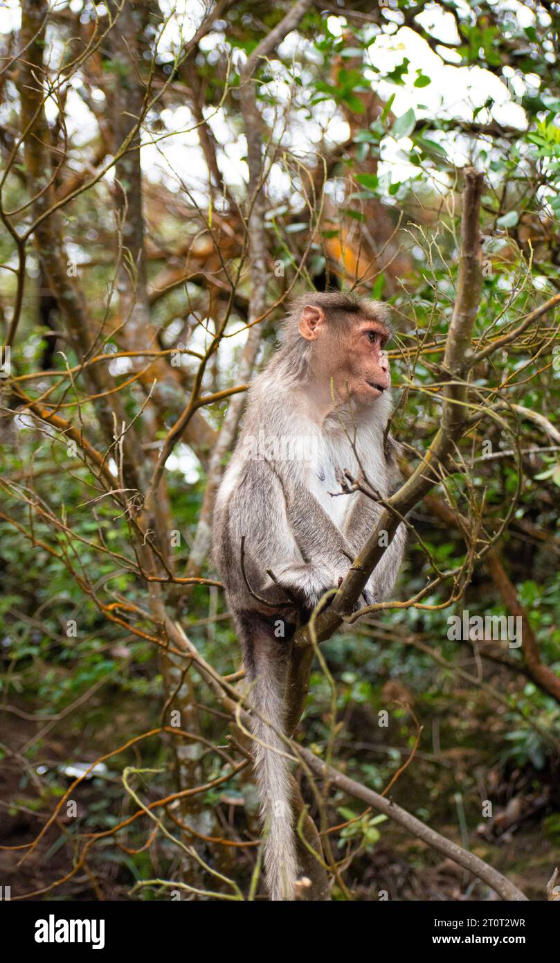 A picture of Rhesus Monkey (Rhesus Macaque) sitting in a tree branch ...