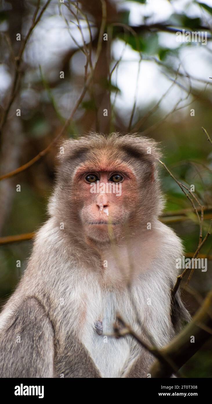 A portrait of Rhesus Monkey (Rhesus Macaque) with fever and runny nose ...