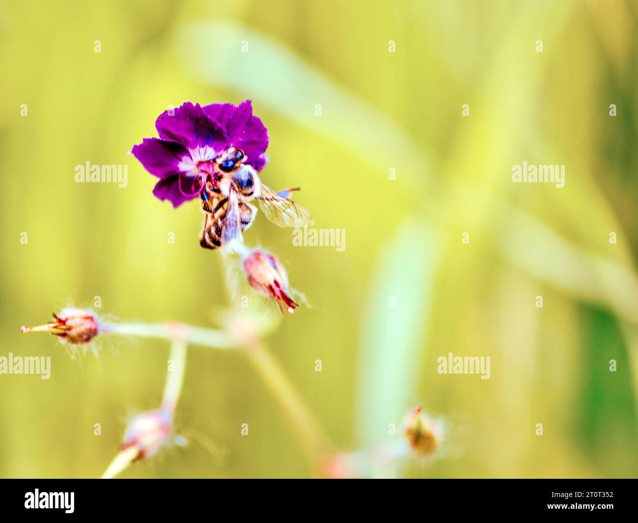 Geraniums botany hi-res stock photography and images - Alamy