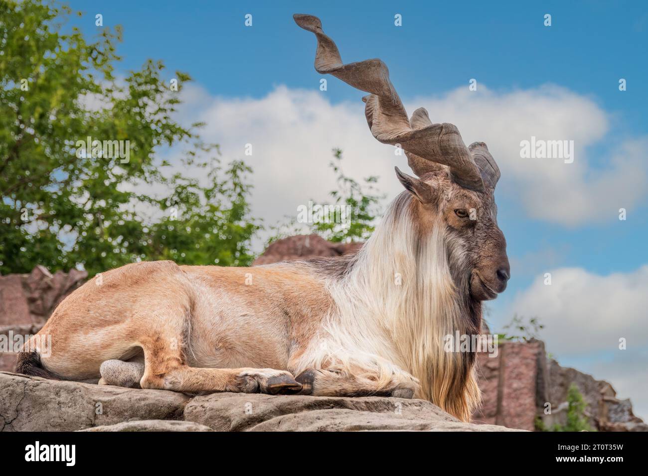 Markhor, Capra falconeri, wild goat native to Central Asia, Karakoram ...