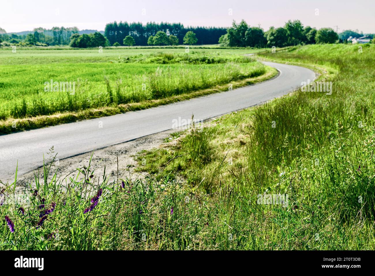 Winding rural road in the garden with apple trees and green grass Stock ...
