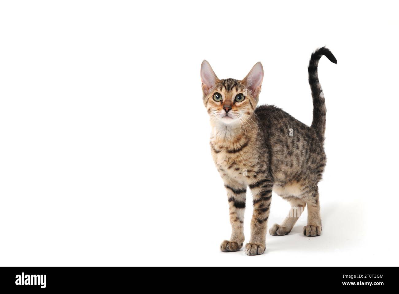 Purebred smooth-haired cat on a white isolated background Stock Photo ...