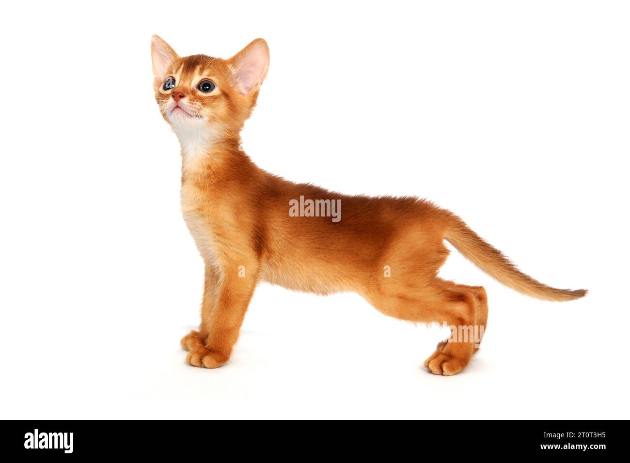 Abyssinian red kitten on a white isolated background Stock Photo - Alamy