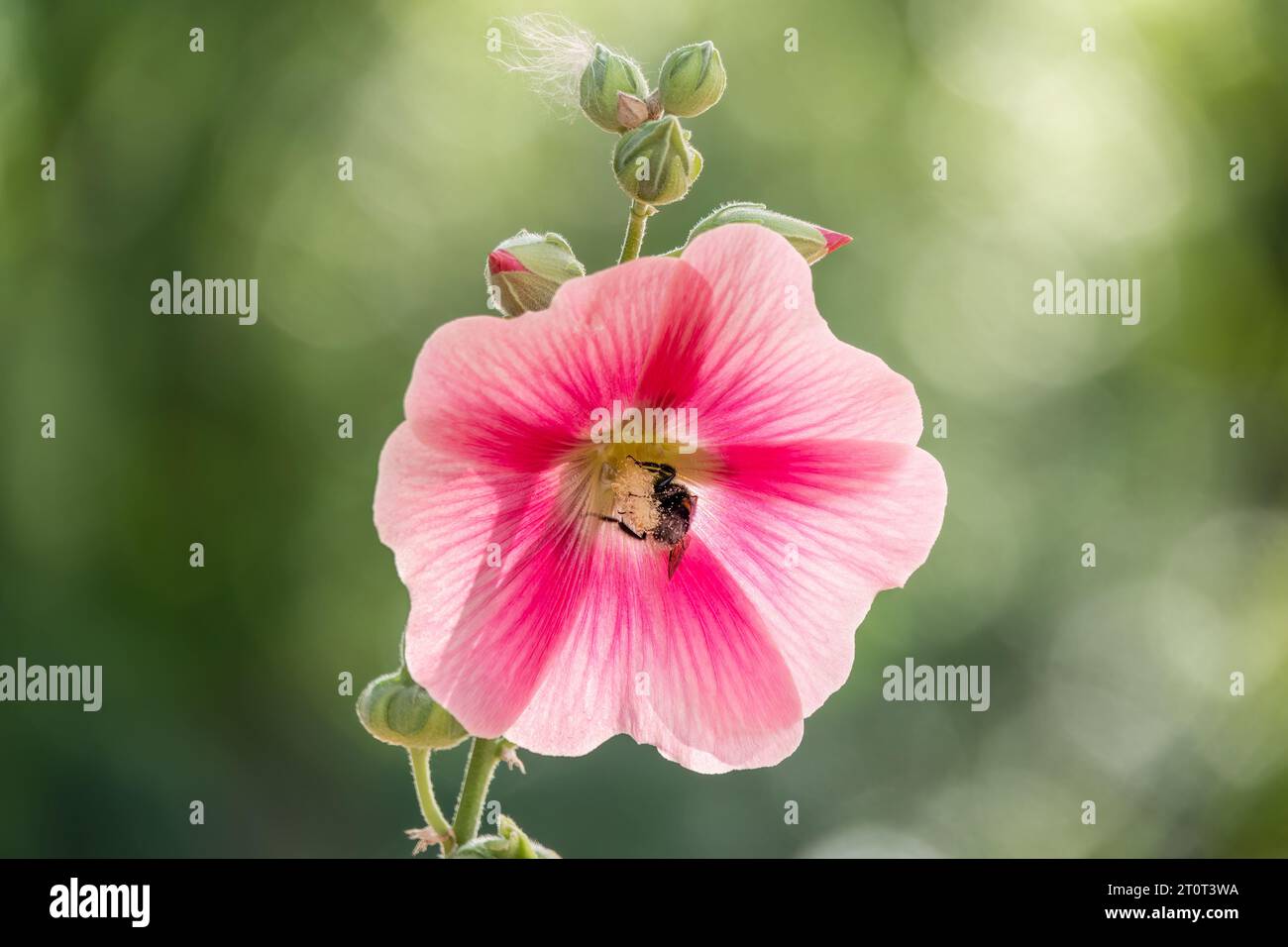 Pink flowers of Hibiscus moscheutos plant close-up. Hibiscus moscheutos ...