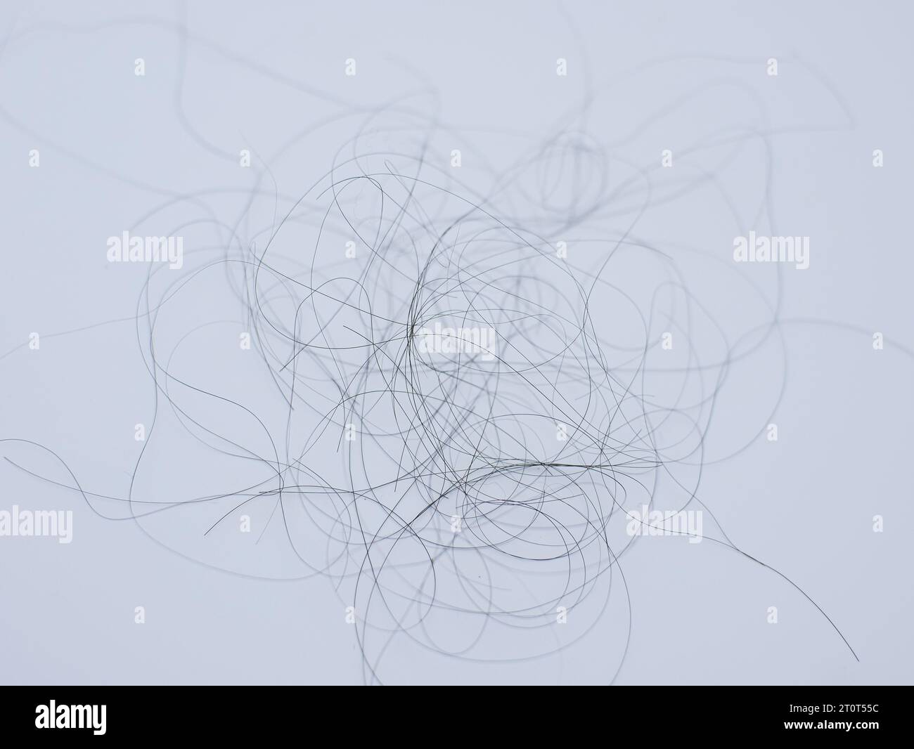 hair loss or scattered hair isolated on white background Stock Photo ...