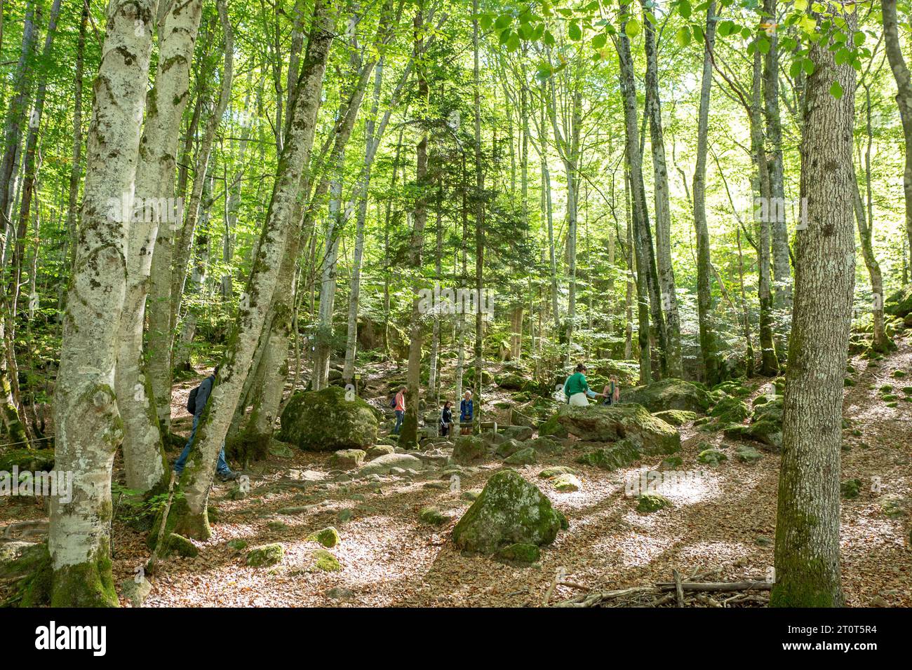 Orlu, France : 2023 October 7 : Signal in the Forests of Orlu National ...