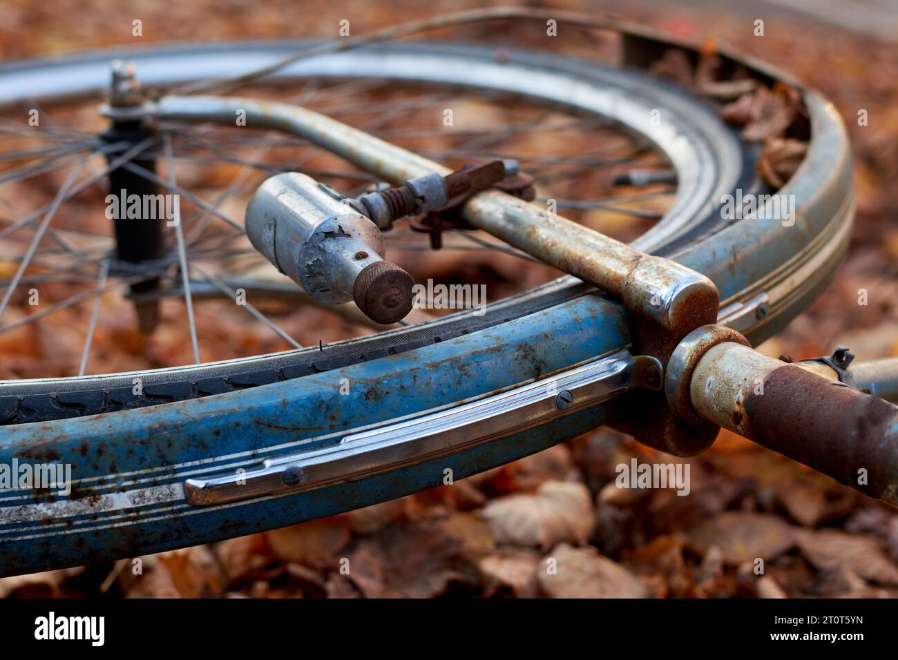 The front wheel of an old rusty bike laying in autumn leaves with the ...
