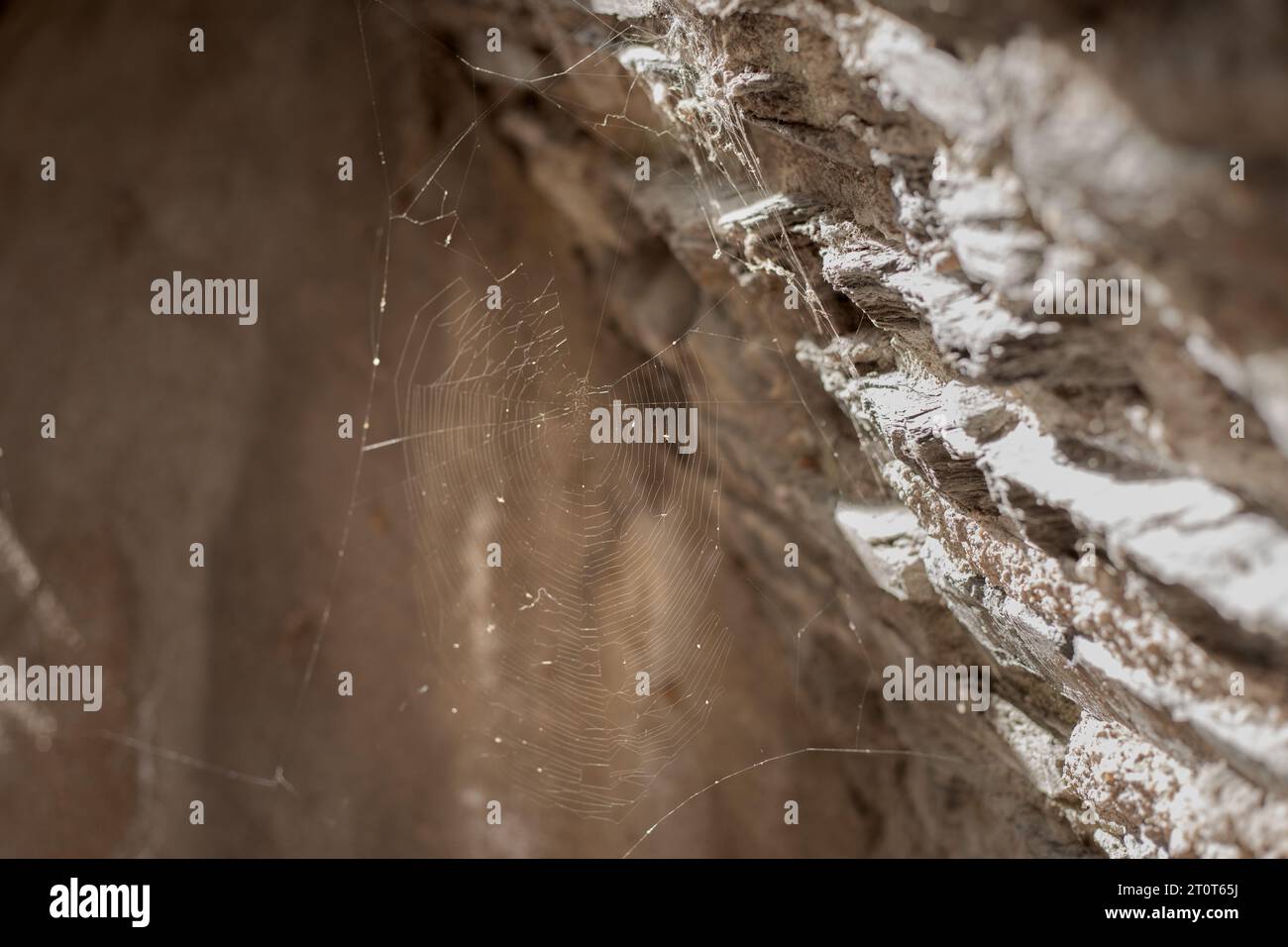 Spider hanging transparent web hi-res stock photography and images - Alamy