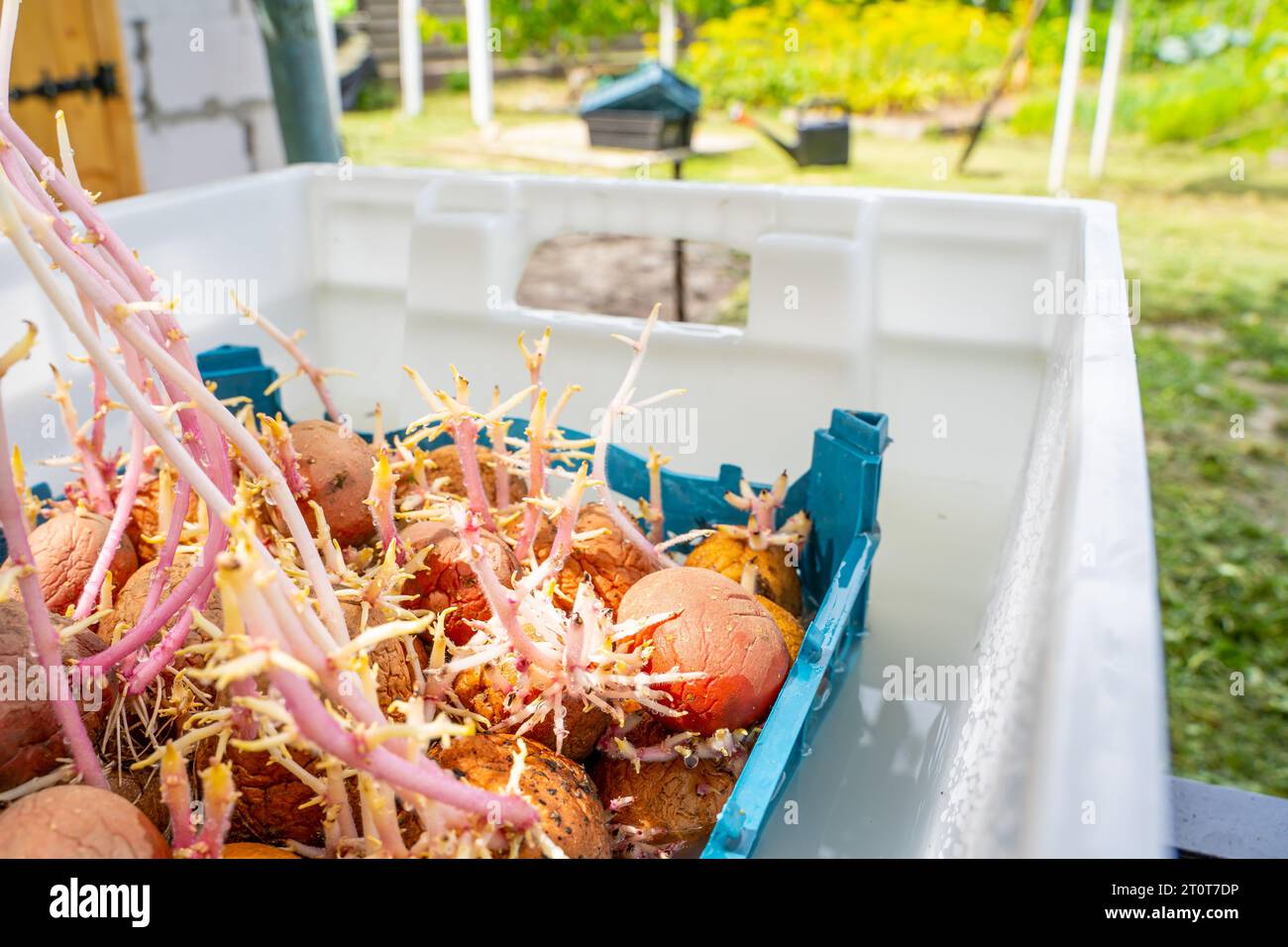 Sprouted potatoes are soaked in a disinfectant to protect against ...