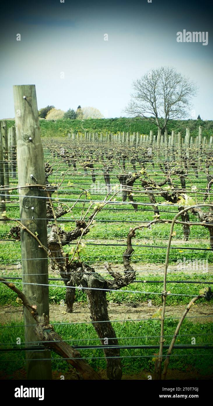Rows of leafless vines hi-res stock photography and images - Alamy
