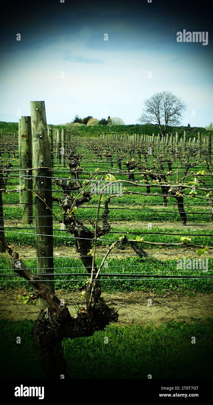 Rows of vines in vineyard with early spring growth and leafless walnut ...