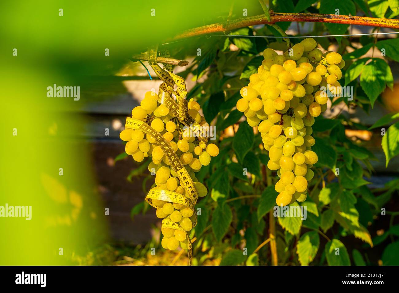 Light yellow grapes growing in the garden and a measuring tape as a ...