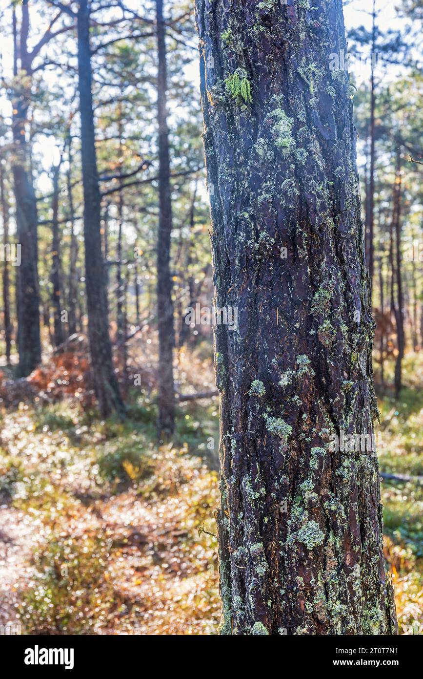 Pine tree with growing lichens in a woodland Stock Photo - Alamy