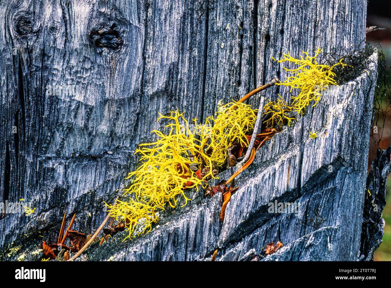Yellow Wolf lichen grows on a tree stump Stock Photo - Alamy
