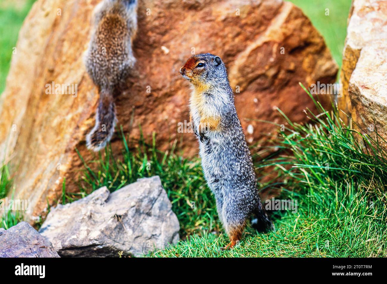 Columbian ground squirrels standing at attention Stock Photo - Alamy
