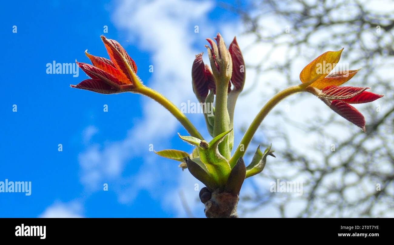 Walnut tree leaves in spring against tree branches and blue sky Stock ...