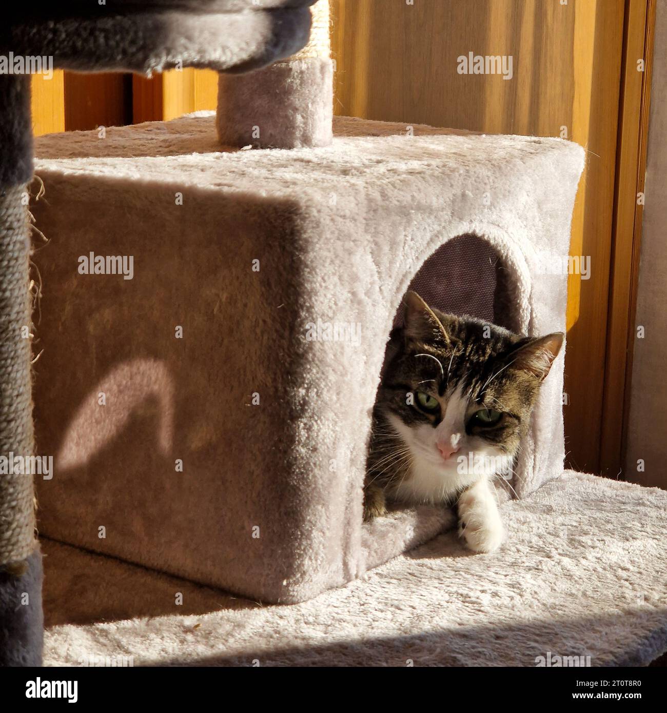 Daily life of a domestic cat, Lyon, France Stock Photo - Alamy