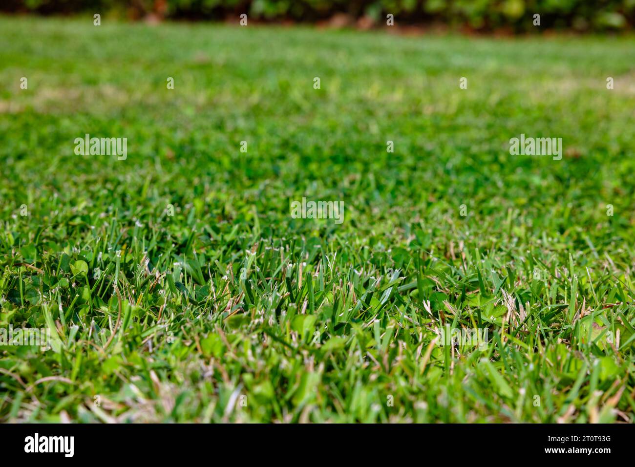 Fresh green grasses in focus. Grasses or crops background photo. Nature ...