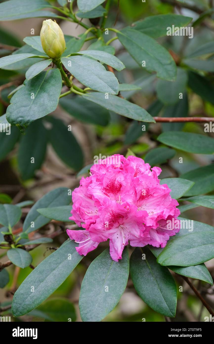 Spring glory rhododendron hi-res stock photography and images - Alamy