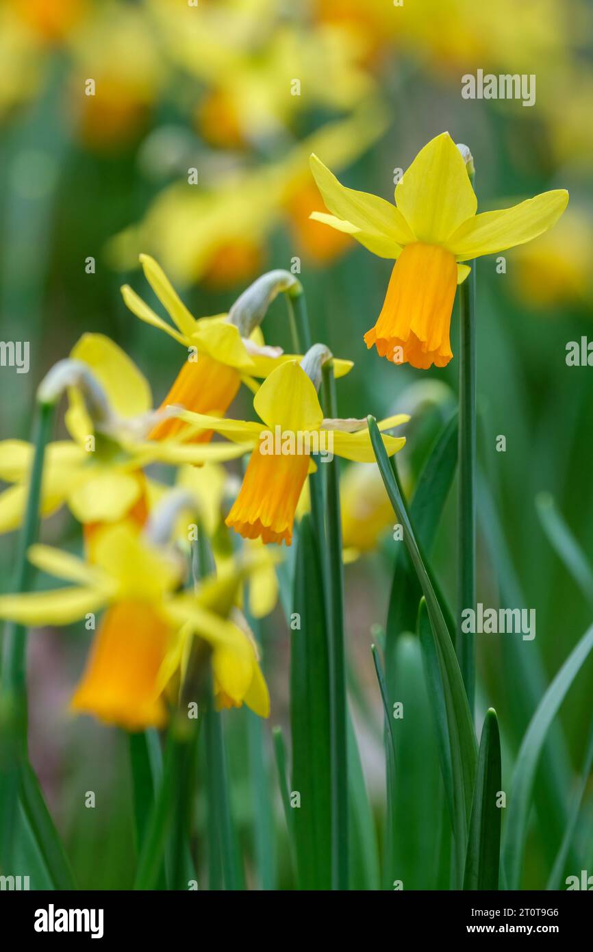 Narcissus Jetfire, daffodil Jetfire, Narcissus Jet Fire, Narcissus ...