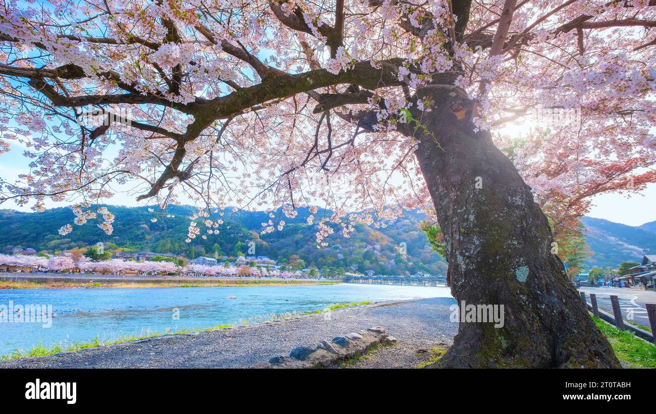 Kyoto, Japan - March 29 2023: Togetsukyo bridge that crosses the ...