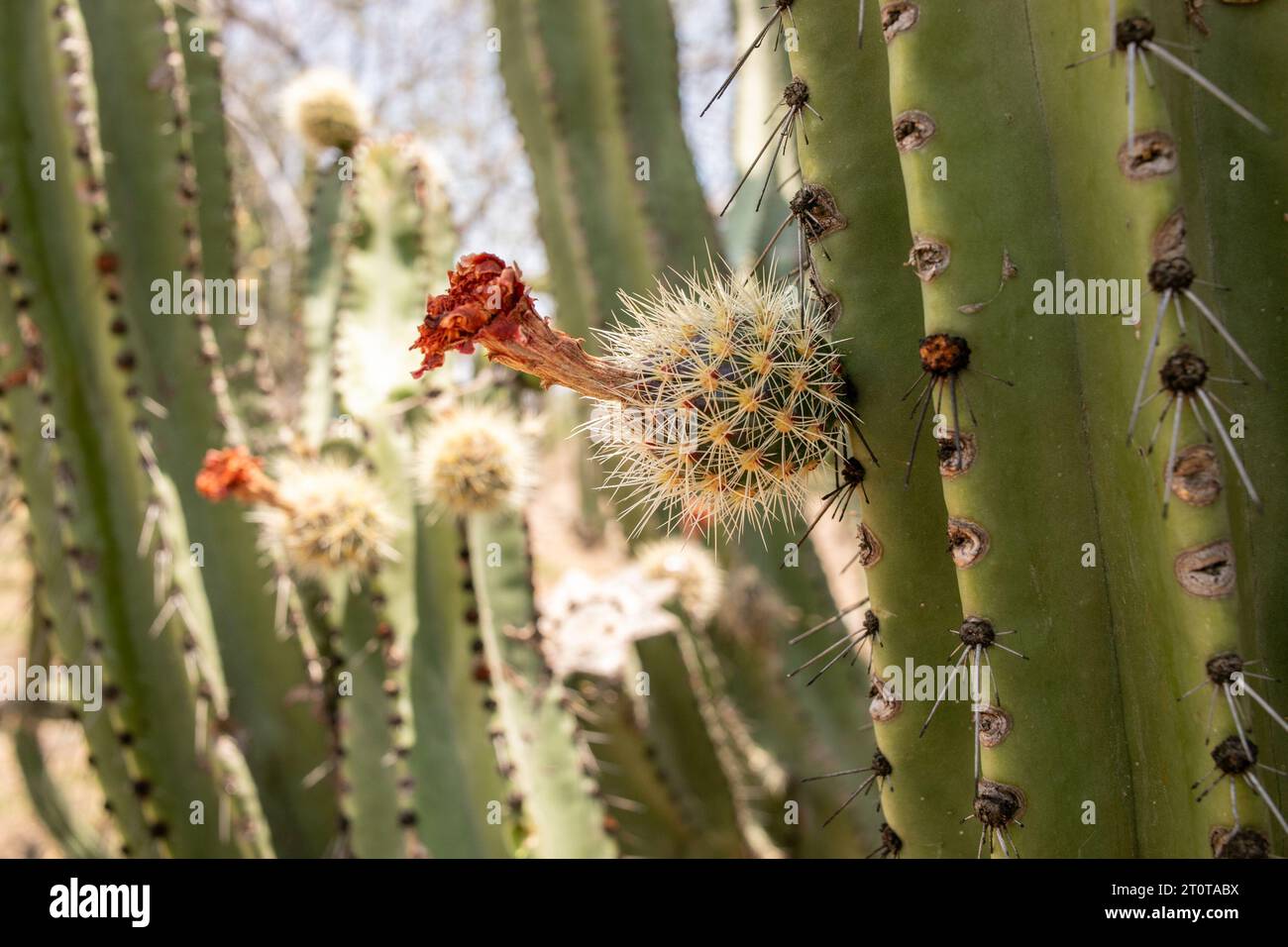 A scenic view of green cactus flowers in Mexico Stock Photo - Alamy